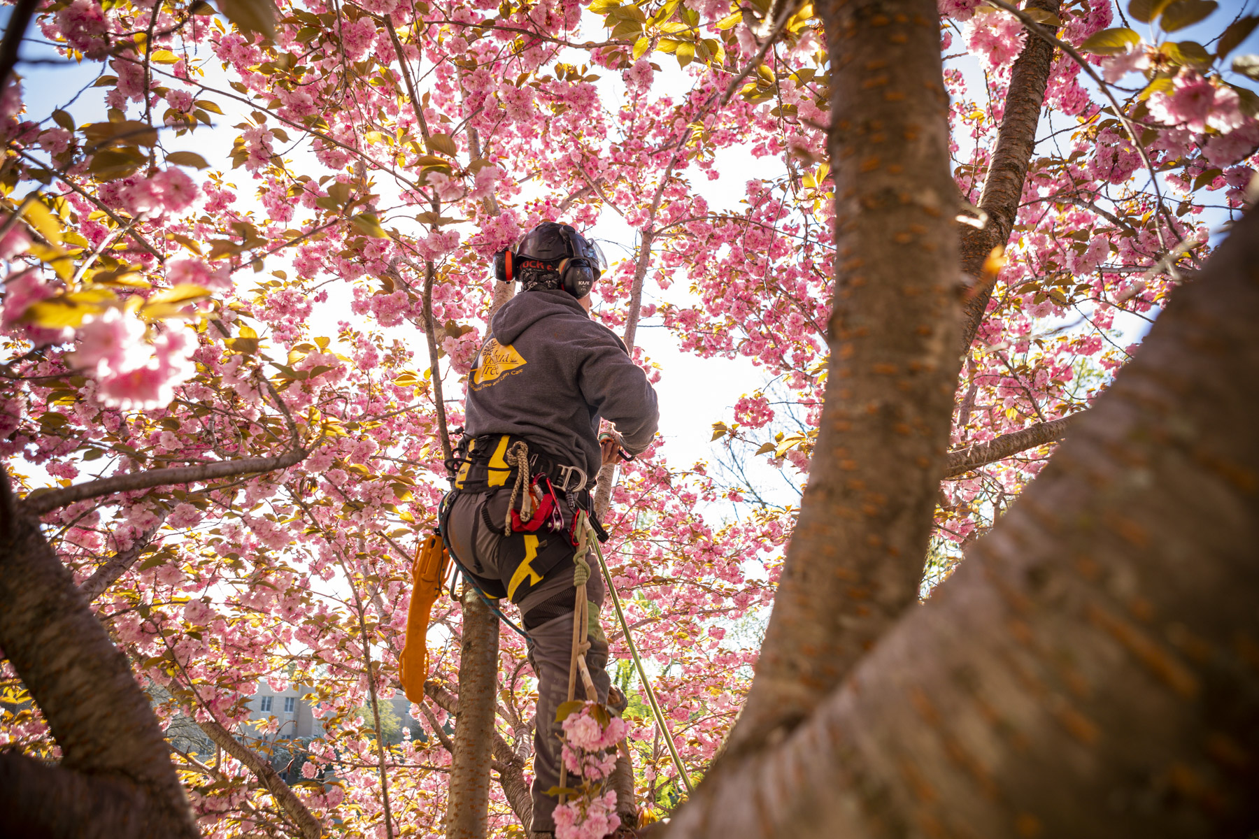 Our 3 Best Tips to Sell Tree Work at Your Joshua Tree Franchise