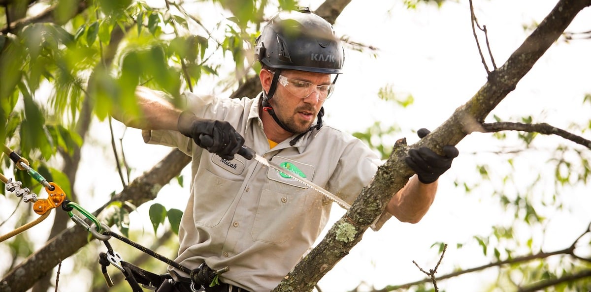 Salary Guidelines: How Much to Pay Tree Care Workers at Your Joshua ...