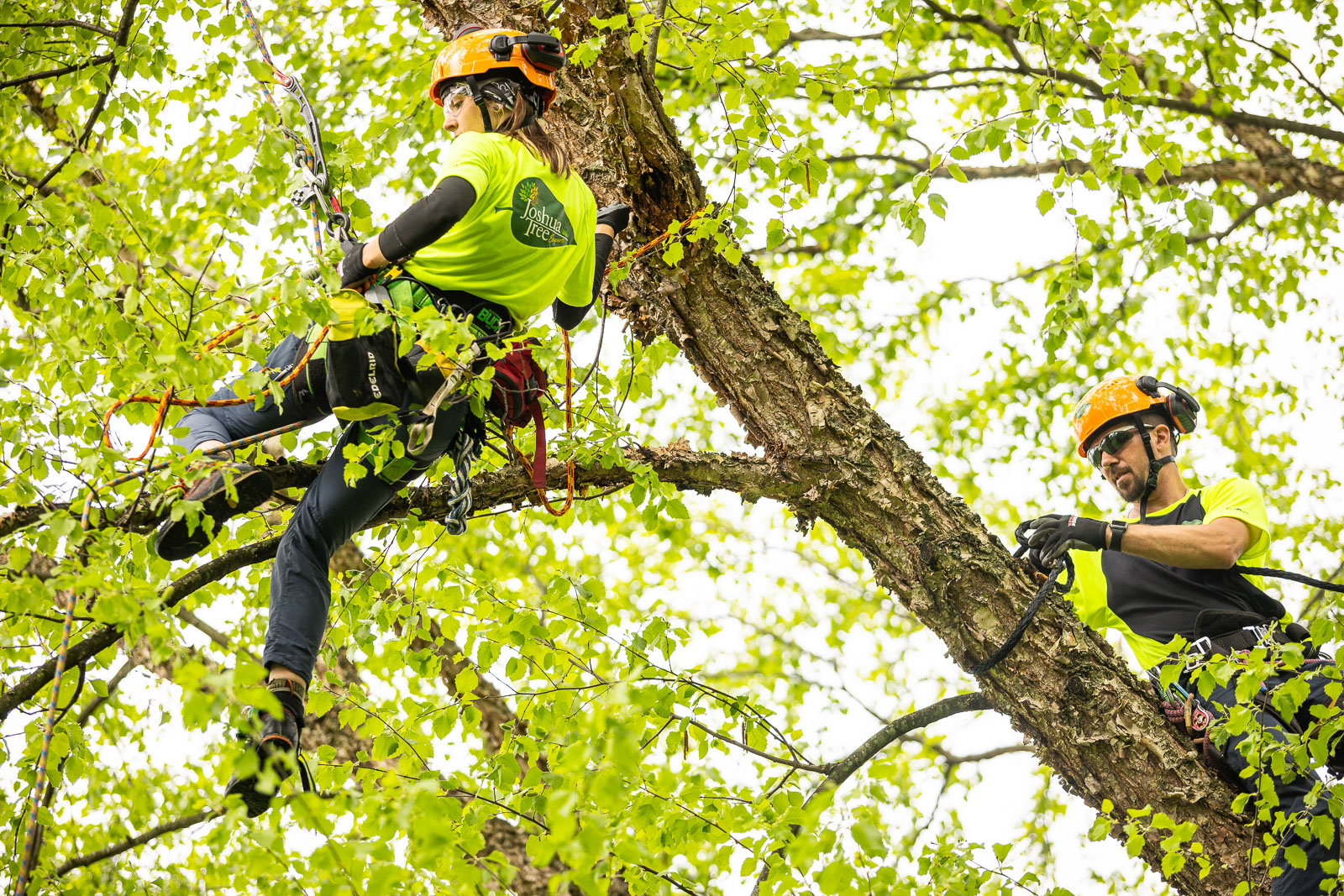 Joshua Tree Experts Recognized as “The One to Watch” by Franchise ...