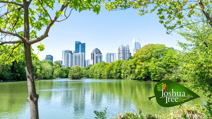 Joshua Tree Experts Sets Its Sights on Atlanta Metro; Looks to Add 15 ...