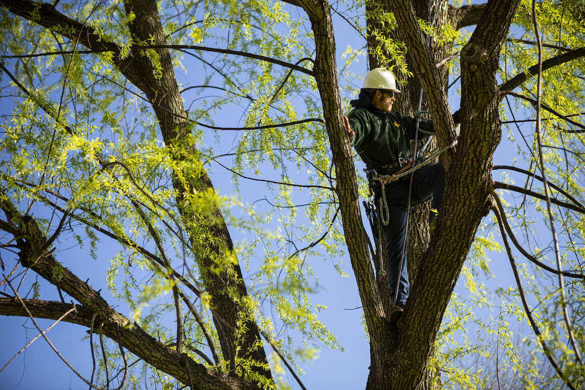 How to Create a Career Path for Tree Crews